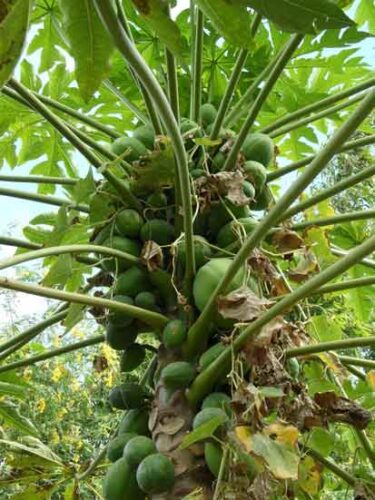 How to Grow Paw Paw Trees in Your Backyard - Mother Earth Living